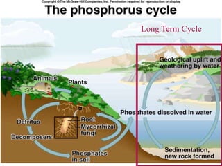 Phosphorus cycle | PPT