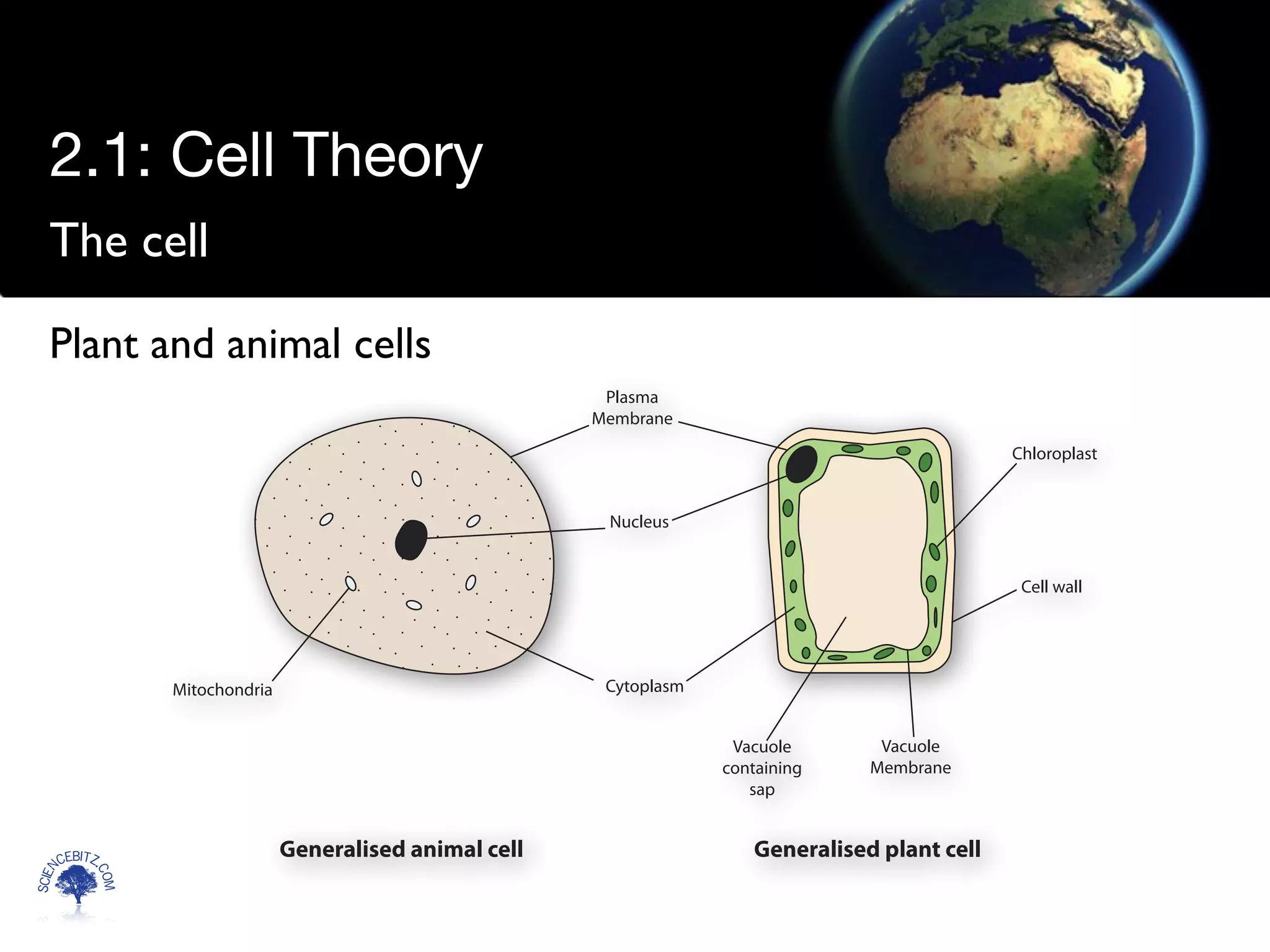 Topic 2 Cell theory | PDF