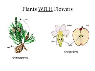 Plants II | PPT | Gardening | Home & Garden