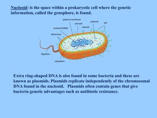 Topic 2 bacteria | PPT
