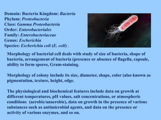Topic 2 bacteria | PPT