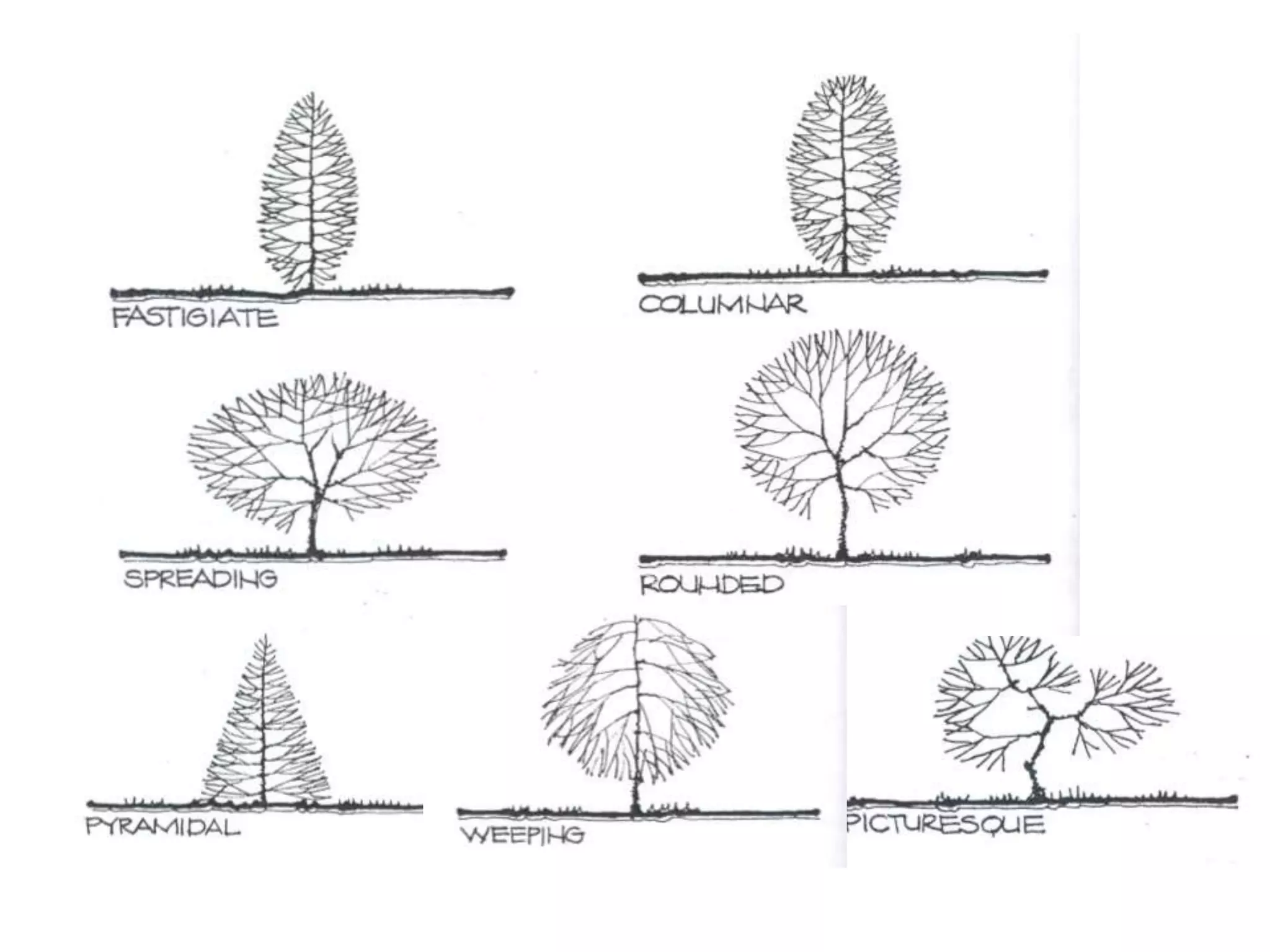 Topic 2 basic landscape design | PPTX