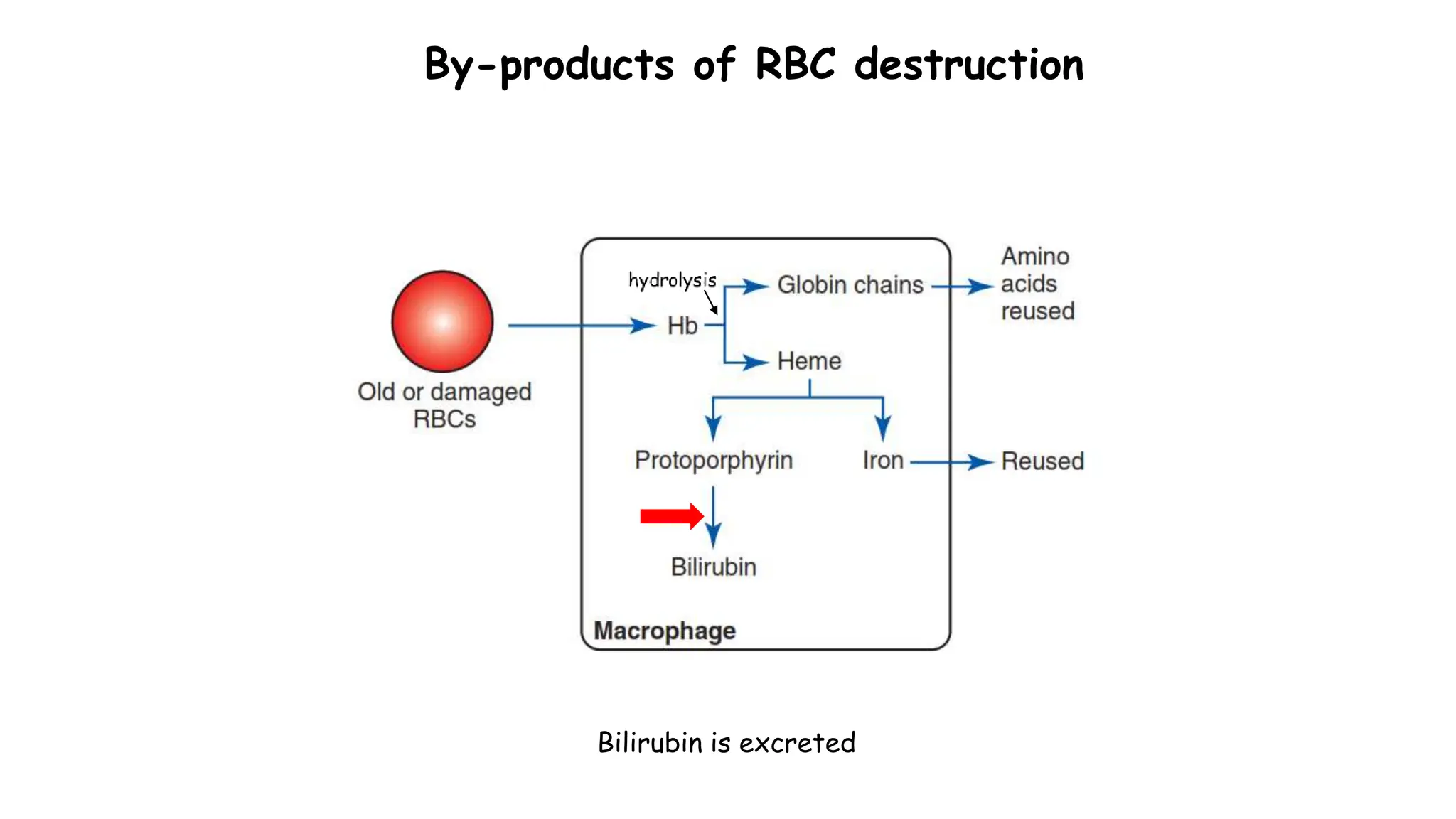 hemoglobin structure types RBC destrcution and Bilirubim metabolism.pptx