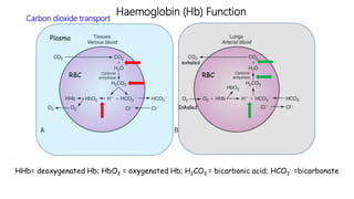 hemoglobin structure types RBC destrcution and Bilirubim metabolism.pptx