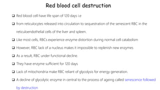 hemoglobin structure types RBC destrcution and Bilirubim metabolism.pptx