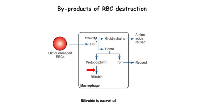 hemoglobin structure types RBC destrcution and Bilirubim metabolism.pptx