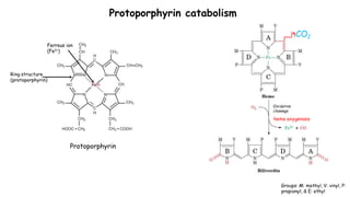 hemoglobin structure types RBC destrcution and Bilirubim metabolism.pptx