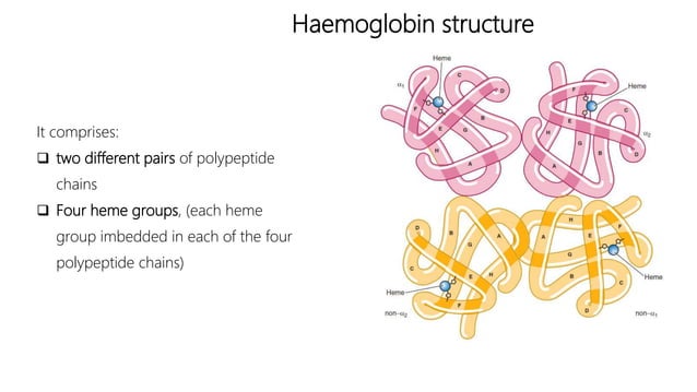 hemoglobin structure types RBC destrcution and Bilirubim metabolism.pptx