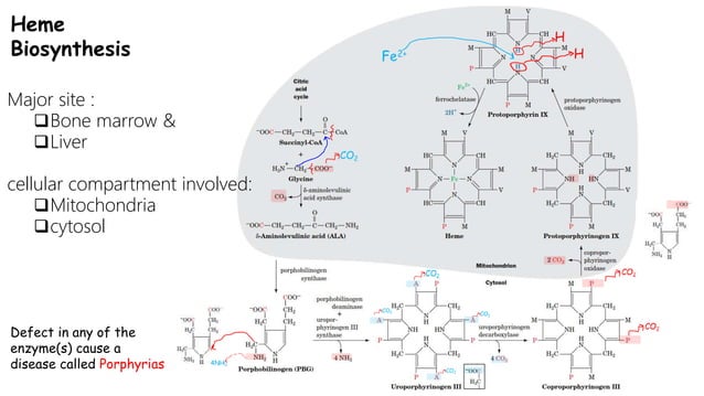hemoglobin structure types RBC destrcution and Bilirubim metabolism.pptx