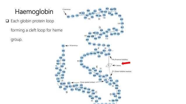 hemoglobin structure types RBC destrcution and Bilirubim metabolism.pptx