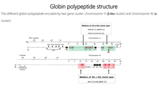 hemoglobin structure types RBC destrcution and Bilirubim metabolism.pptx