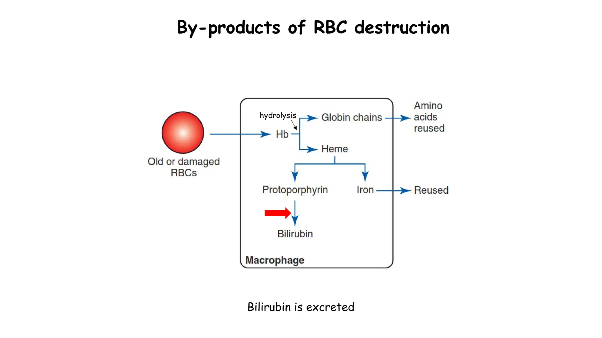 Topic 2 hemoglobin structure types RBC destrcution and Bilirubim ...