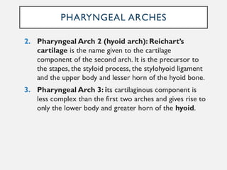TOPIC_2_morphologic_and_functional_character_of_development_periods 3.pptx