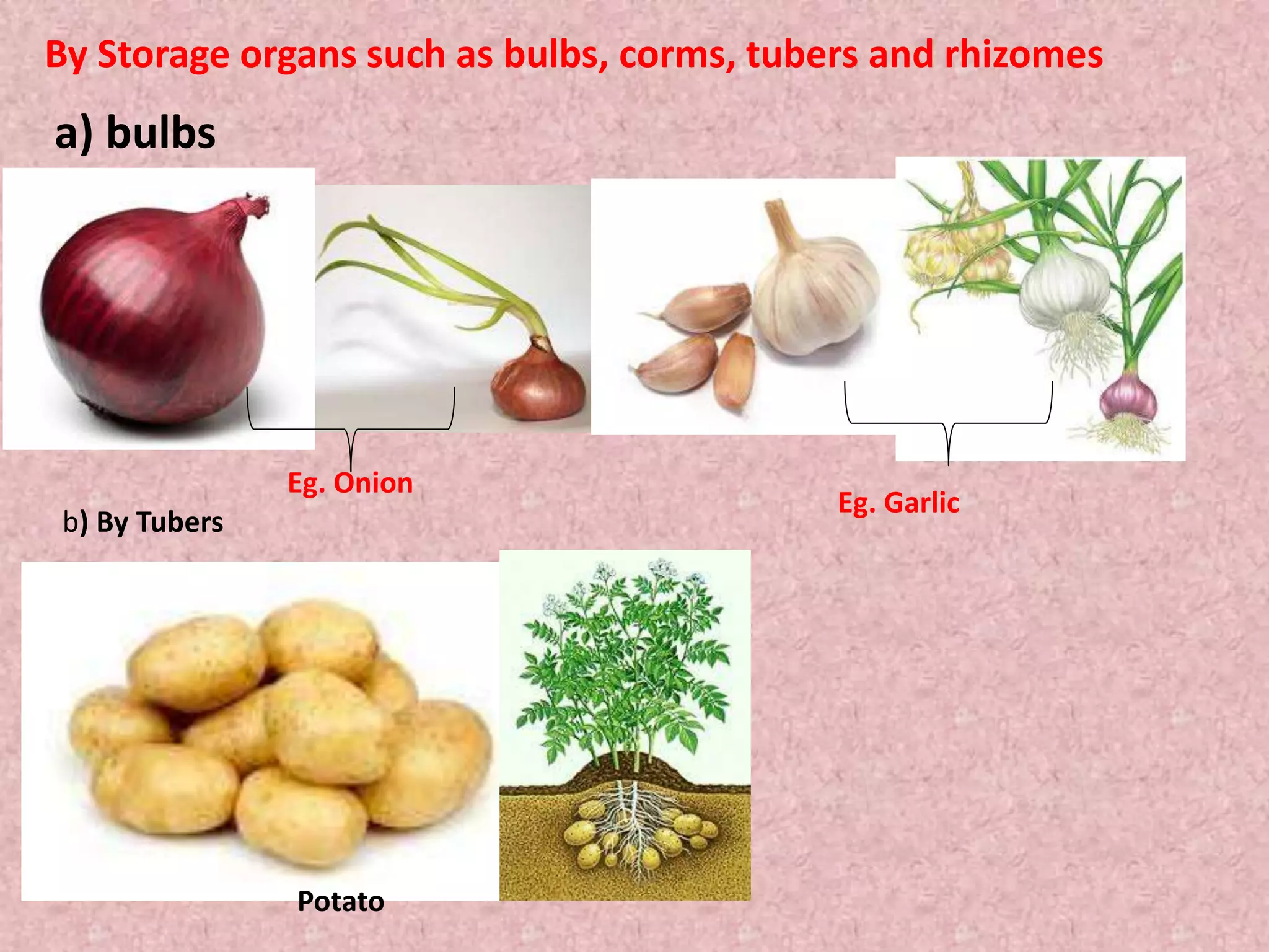 Seed and different methods of sowing | PPT