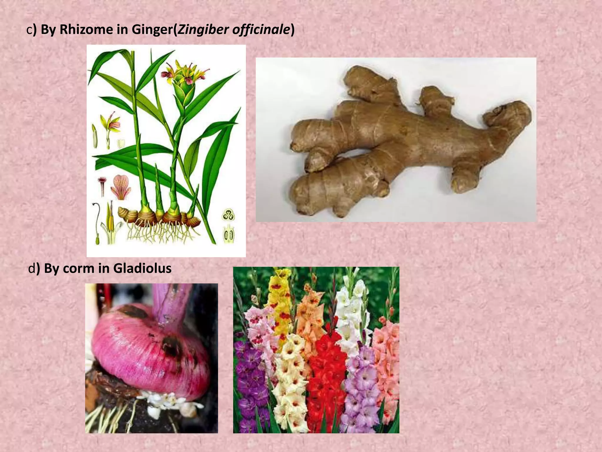 Seed and different methods of sowing | PPT