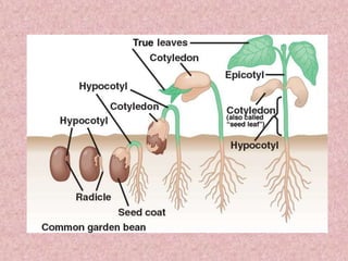 Seed and different methods of sowing | PPT