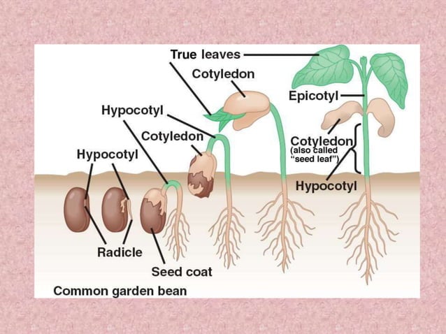 Seed and different methods of sowing | PPT
