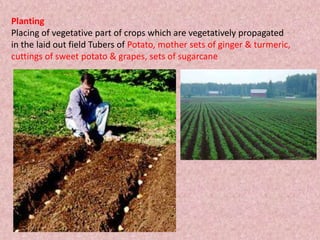 Seed and different methods of sowing | PPT