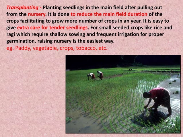 Seed and different methods of sowing | PPT
