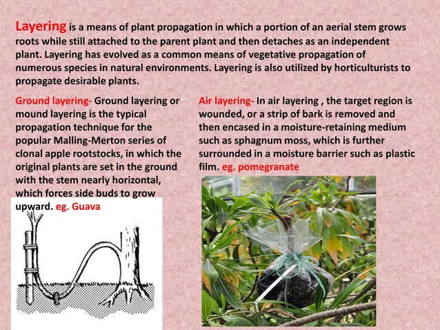 Seed and different methods of sowing | PPT