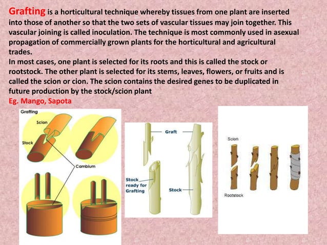 Seed and different methods of sowing | PPT