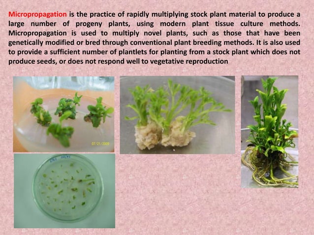 Seed and different methods of sowing | PPT