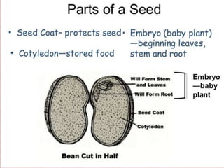 Seed and different methods of sowing | PPT