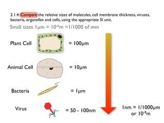 Topic 2 Size And Emergent Properties Pdf