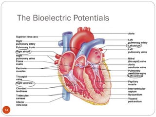 Sources of bioelectric potentials | PDF