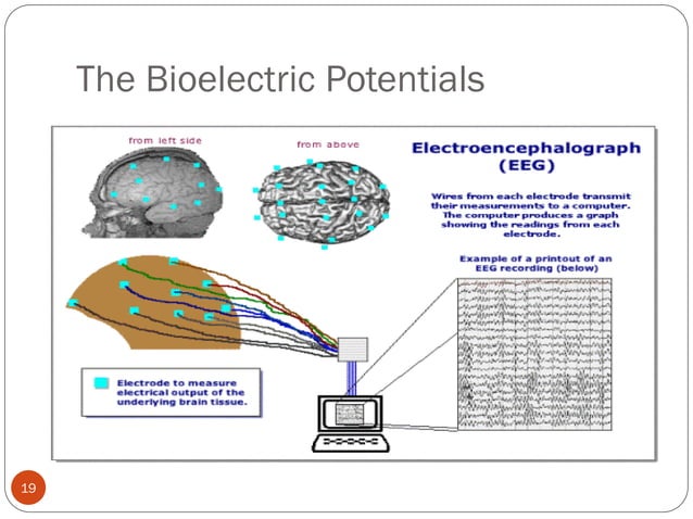 Sources of bioelectric potentials | PDF | Heart and Cardiovascular ...