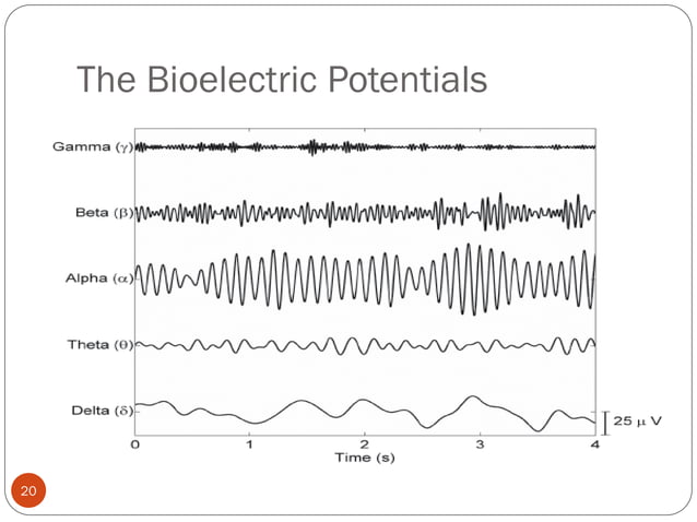 Sources of bioelectric potentials | PDF | Heart and Cardiovascular ...