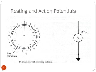 Sources of bioelectric potentials | PDF