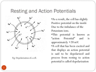 Sources of bioelectric potentials | PDF