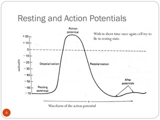 Sources of bioelectric potentials | PDF