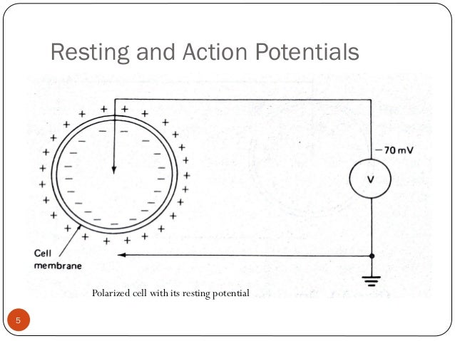Sources of bioelectric potentials