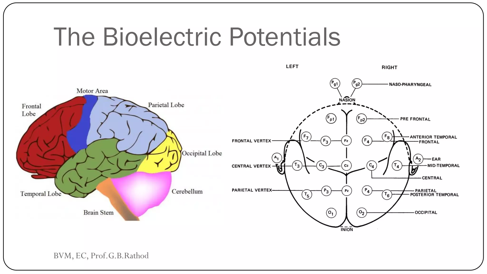 Topic 2 sources of bioelectric potentials | PDF