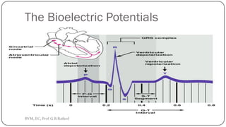 Topic 2 sources of bioelectric potentials | PDF | Heart and ...