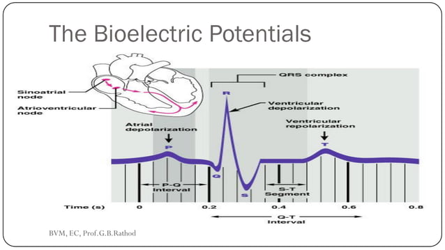 Topic 2 sources of bioelectric potentials | PPT