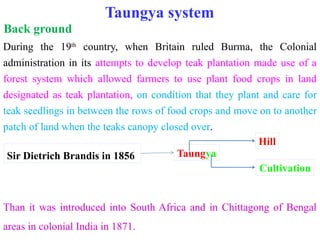 History of Agroforestry and ICRAF, Taungya system, Shifting cultivation ...