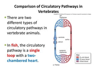 Topic 3 Circulatory System part 1 | PPTX