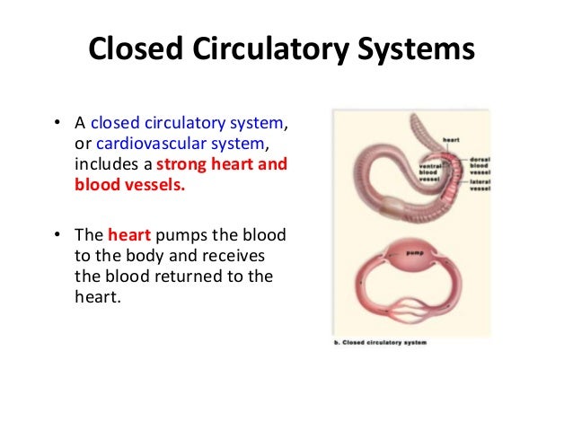 How Open Vs Closed Circulatory Systems Function