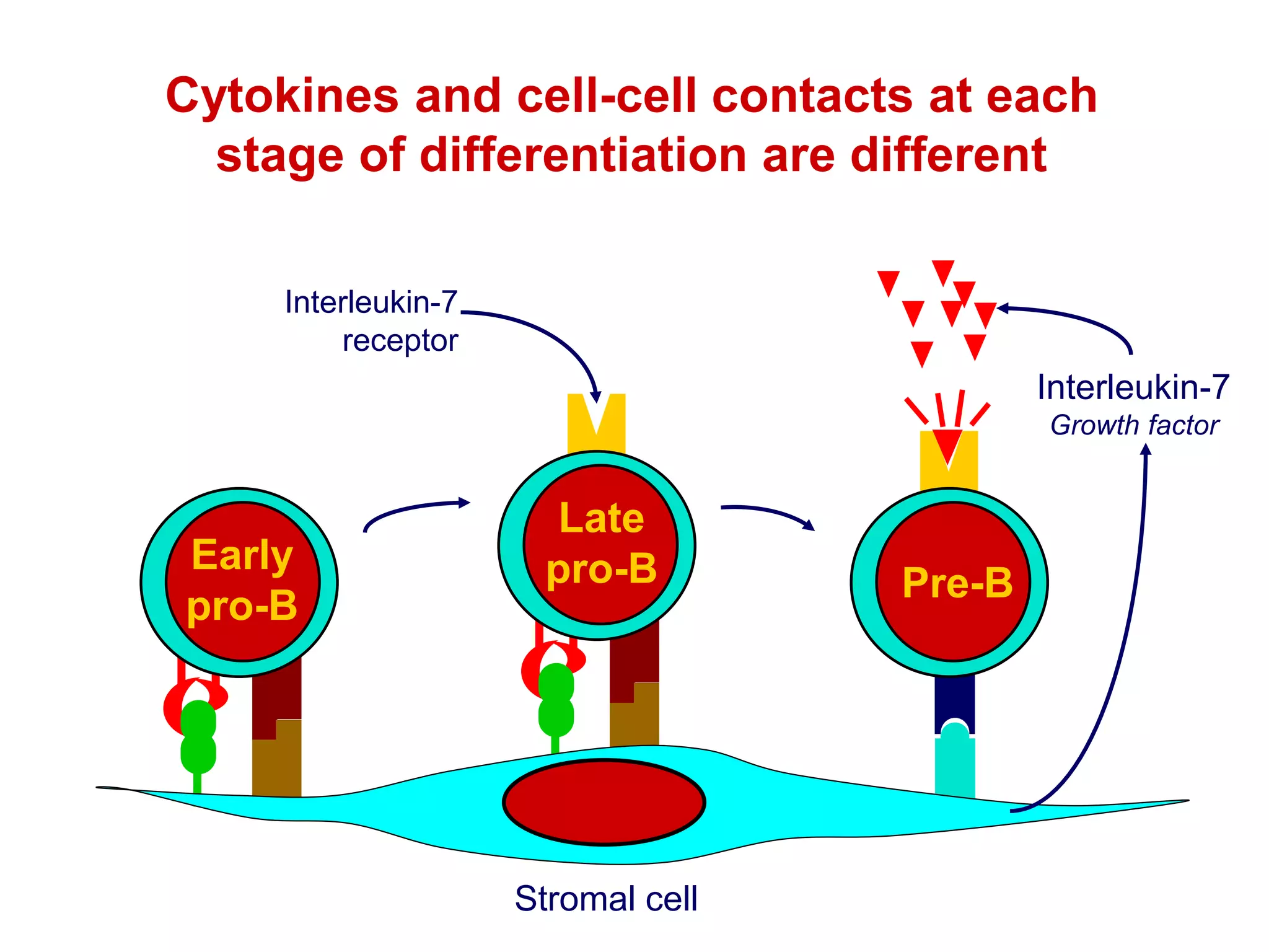 Topic 3 B cell development.ppt | Endocrine and Metabolic Diseases ...