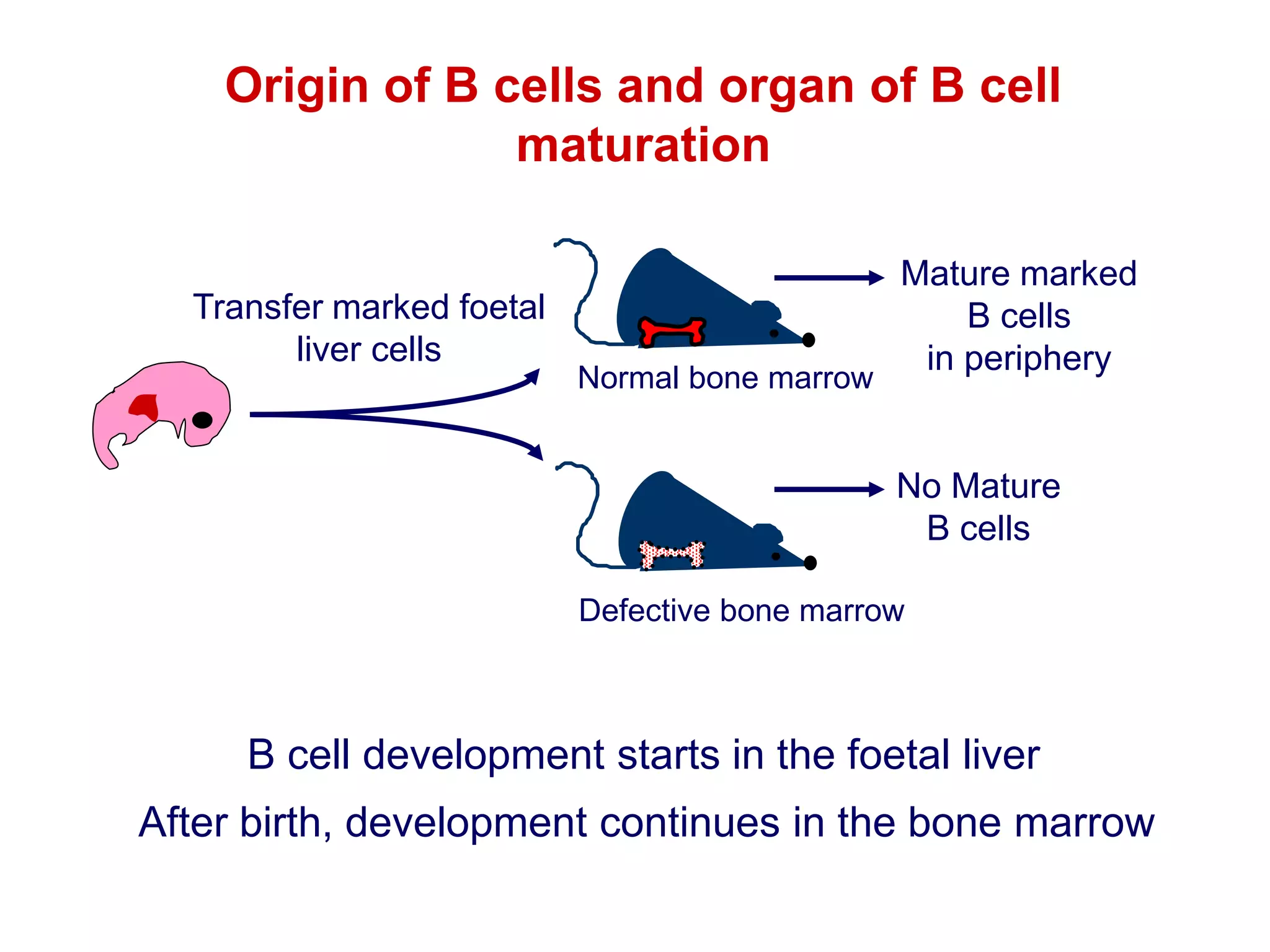 Topic 3 B cell development.ppt | Endocrine and Metabolic Diseases ...