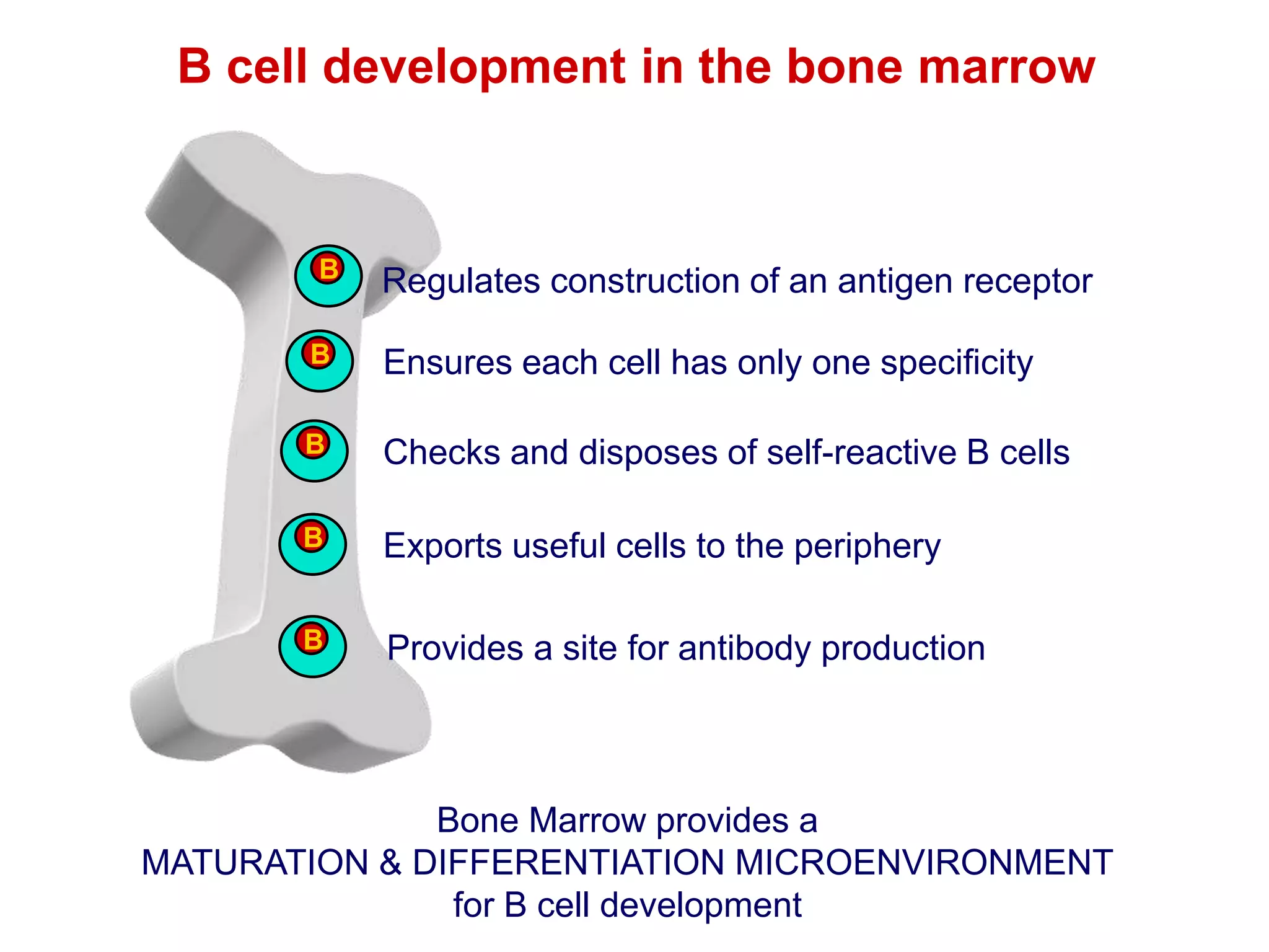 Topic 3 B cell development.ppt | Endocrine and Metabolic Diseases ...