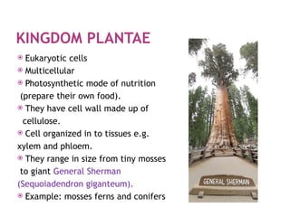 TOPIC 3 CLASSIFICATION OF PLANTS & ANIMALS.pptx