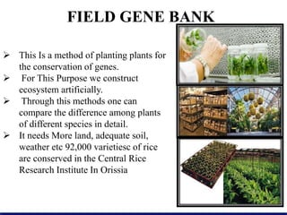 Topic 3 germplasm | PPT