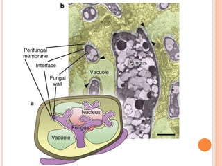 Molecular Architecture of Fungi | PPTX
