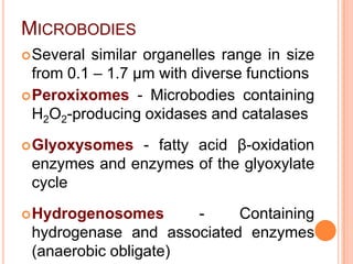 Molecular Architecture of Fungi | PPTX