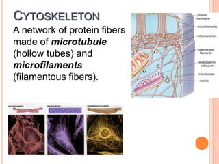 Molecular Architecture of Fungi | PPTX