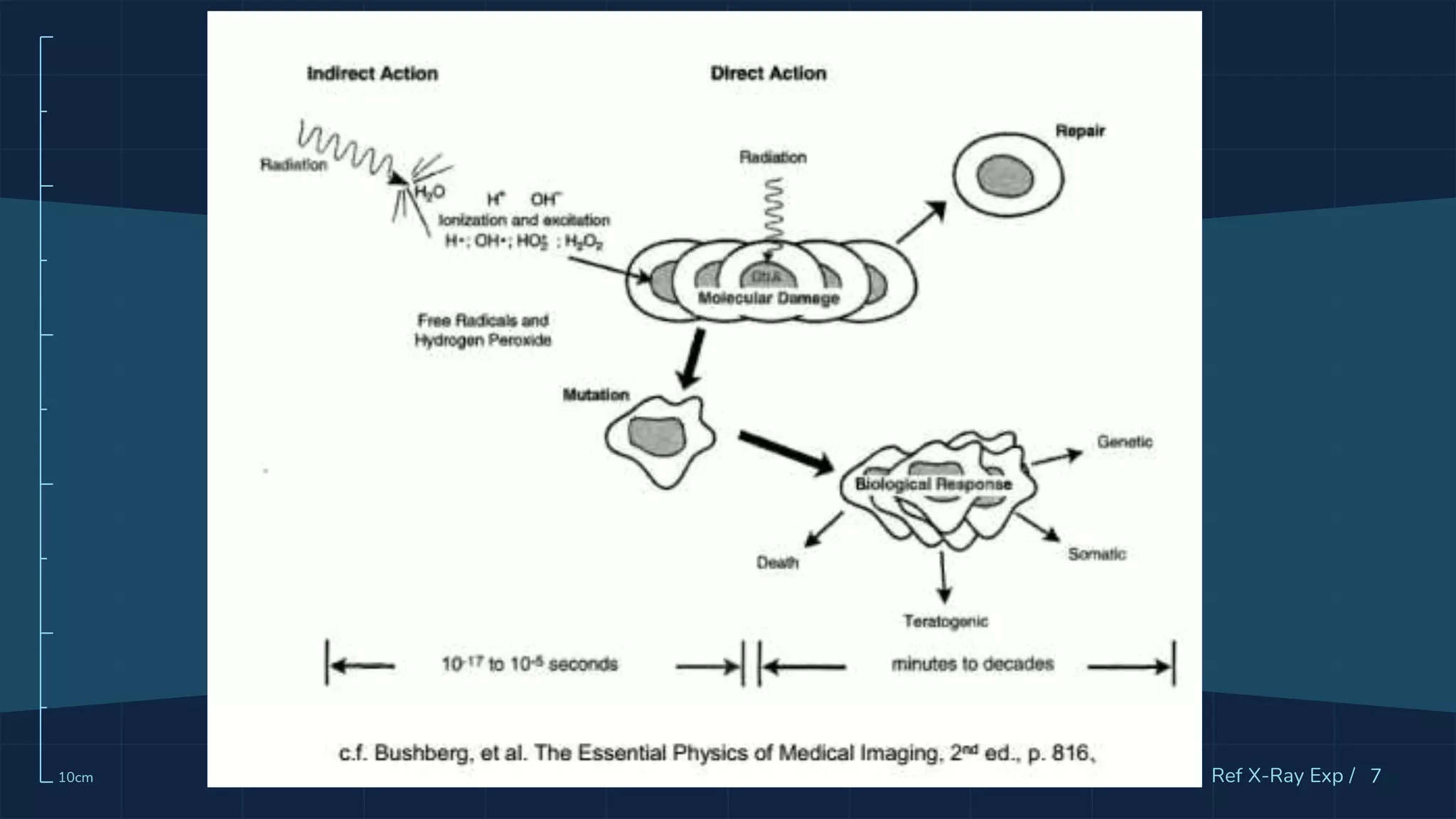 BASIC RADIOBIOLOGY FOR RADIOTHERAPY | PPTX